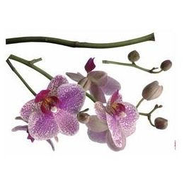 Komar Decosticker Orchidee 100 x 70 cm