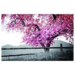 The Wall Deco-Panel Bild - Rosa Baum 90 x 58 cm