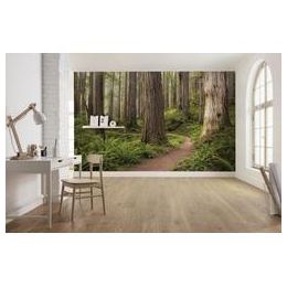 Komar Vlies Fototapete Redwood Trail 450 x 280 cm