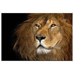 Deco-Canvas Bild -Powerful Lion 116 x 76 cm