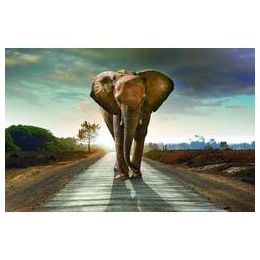 Deco-Canvas Bild - Elefant 116 x 76 cm