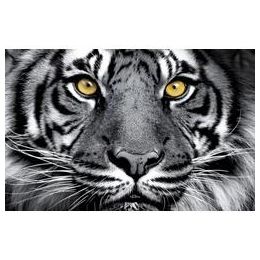 Deco-Panel Bild - Black Tiger 90 x 58 cm