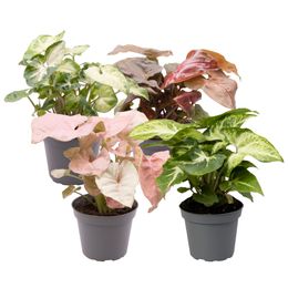 Purpurtute Mini-Mix 6 cm Topf, 4er-Set
