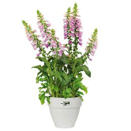 Casaria Deuba® Blumentopf Weiß 25x21cm 6,5L