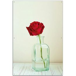 Wallario Sichtschutzzaunmatten Rote Rose in Glasvase