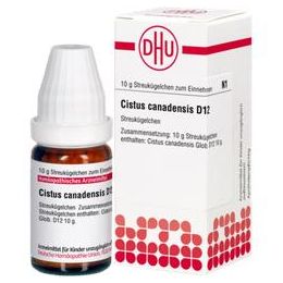 DHU-Arzneimittel Cistus Canadensis D 12 Globuli 10 g