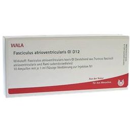 Dr. Hauschka Fasciculus atrioventricularis GL D 12 Ampullen 10X1 ml