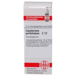 DHU-Arzneimittel Eupatorium Perfoliatum C 12 Globuli 10 g