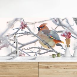 Küchenrückwand Tiere Seidenschwanz im Baum