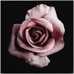 Leinwandbild Blumen Floral 50 x 50 cm - Wandbild Rosa Schwarz - Keilrahmen Rosen Wohnzimmerdeko Wanddeko Wandgemälde - Rosa