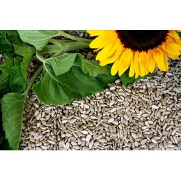 Futterbauer 25 kg geschälte Sonnenblumenkerne Ernte 2024 Vogelfutter Streufutter Fettfutter