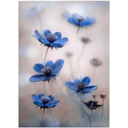 Leinwandbild Blumen Floral 70 x 50 cm - Wandbild Blau Weiß - Keilrahmen Natur Wohnzimmerdeko Wanddeko Wandgemälde - Weiß, Rosa