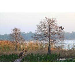 papermoon Fototapete "ANHINGA-WASSER VOGEL" Tapeten Gr. B/L: 4,50 m x 2,80 m, Bahnen: 9 St., bunt Fototapeten