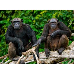 papermoon Fototapete "Schimpansen aus dem Kongo" Tapeten Gr. B/L: 5,00 m x 2,80 m, Bahnen: 10 St., bunt Fototapeten