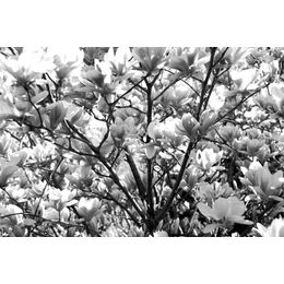papermoon Fototapete "Blumen Schwarz & Weiß" Tapeten Gr. B/L: 4,50 m x 2,80 m, Bahnen: 9 St., schwarz (schwarz, weiß) Fototapeten