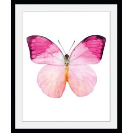 queence Bild Jody, Schmetterlinge (1 St), rosa