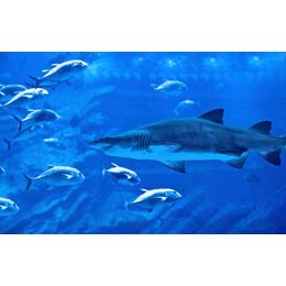papermoon Fototapete "Hai mit Fischen" Tapeten Gr. B/L: 5,00 m x 2,80 m, Bahnen: 10 St., bunt Fototapeten