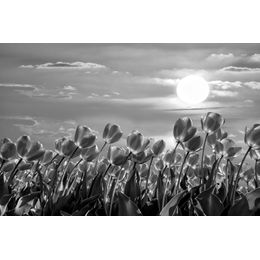 papermoon Fototapete "Blumen Schwarz & Weiß" Tapeten Gr. B/L: 5,00 m x 2,80 m, Bahnen: 10 St., schwarz (schwarz, weiß) Fototapeten