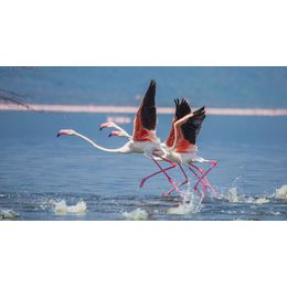 papermoon Fototapete "Flamingos heben ab" Tapeten Gr. B/L: 4,50 m x 2,80 m, Bahnen: 9 St., bunt Fototapeten