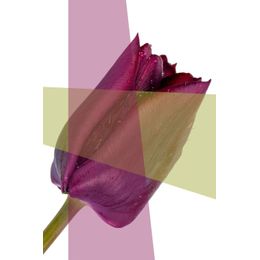 Acrylglasbild queence "Blume" Bilder Gr. B/H/T: 100 cm x 150 cm x 2,4 cm, lila Acrylglasbilder