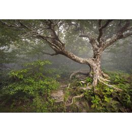 papermoon Fototapete "Gruseliger Wald" Tapeten Gr. B/L: 5,00 m x 2,80 m, Bahnen: 10 St., bunt Fototapeten