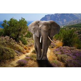 papermoon Fototapete "ELEFANT-NATUR AFRIKA SAFARI TIERE ELEFANTEN LANDSCHAFT" Tapeten Gr. B/L: 5,00 m x 2,80 m, Bahnen: 10 St., bunt Fototapeten