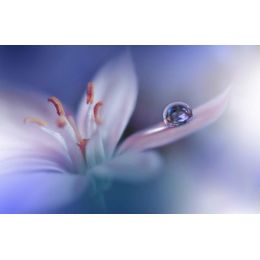 papermoon Fototapete "Zen Wassertropfen mit Blume Makro" Tapeten Gr. B/L: 5,00 m x 2,80 m, Bahnen: 10 St., bunt Fototapeten