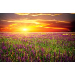papermoon Fototapete "Blumenwiese Sonnenuntergang" Tapeten Gr. B/L: 4,5 m x 2,8 m, Bahnen: 9 St., bunt (mehrfarbig) Fototapeten