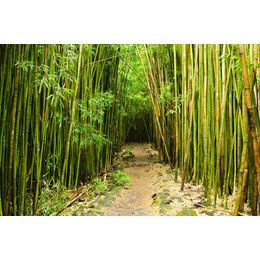 papermoon Fototapete "Bambuswald Hawaii" Tapeten Gr. B/L: 5,0 m x 2,8 m, Rollen: 1 St., bunt Fototapeten