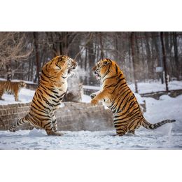 papermoon Fototapete "Kampf gegen Sibirische Tiger" Tapeten Gr. B/L: 5,00 m x 2,80 m, Bahnen: 10 St., bunt Fototapeten