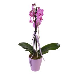 Phalaenopsis Orchidee mit 2 Trieben. Topf und Deko, Höhe 55-65 cm, Ø12 cm Topf, 1 Pflanze