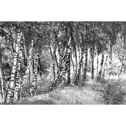 papermoon Fototapete "Birkenwald Schwarz & Weiß" Tapeten Gr. B/L: 5,00 m x 2,80 m, Bahnen: 10 St., schwarz (schwarz, weiß) Fototapeten