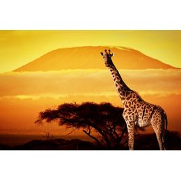papermoon Fototapete "Giraffe von Kilimanjaro" Tapeten Gr. B/L: 4,5 m x 2,8 m, Bahnen: 9 St., bunt (mehrfarbig) Fototapeten