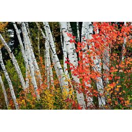 papermoon Fototapete "Herbst Birkenwald" Tapeten Gr. B/L: 5 m x 2,8 m, Bahnen: 10 St., bunt (mehrfarbig) Fototapeten