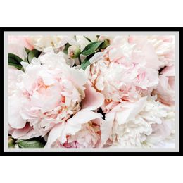 Bild queence "Lotta" Bilder Gr. B/H: 60 cm x 50 cm, Wandbild Blumen Querformat, rosa (schwarz) Kunstdrucke gerahmt, Rosen