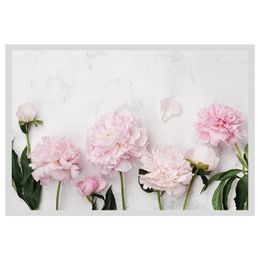 Bild queence "Bella" Bilder Gr. B/H: 60 cm x 50 cm, Wandbild Blumen Querformat, rosa (weiß) Kunstdrucke gerahmt, Rosen