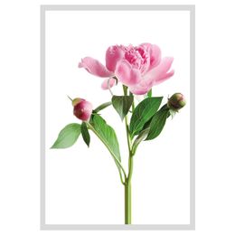 Bild queence "Gundula" Bilder Gr. B/H: 50 cm x 70 cm, Wandbild Blumen Hochformat, weiß Kunstdrucke gerahmt, Rosen
