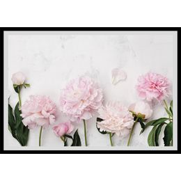 Bild queence "Bella" Bilder Gr. B/H: 60 cm x 50 cm, Wandbild Blumen Querformat, rosa (schwarz) Kunstdrucke gerahmt, Rosen