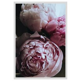queence Bild Ursula, Blumen, Rosen, gerahmt, rosa|weiß