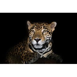 papermoon Fototapete "Leopard" Tapeten Gr. B/L: 4,50 m x 2,80 m, Bahnen: 9 St., bunt Fototapeten