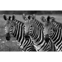 papermoon Fototapete "Zebras Schwarz & Weiß" Tapeten Gr. B/L: 5,0 m x 2,8 m, Rollen: 1 St., bunt Fototapeten