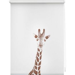 Seitenzugrollo Rollo Klemmfix, ohne Bohren, blickdicht, Giraffe - Braun, LICHTBLICK ORIGINAL, blickdicht, freihängend, Klemmfix, braun