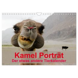 Calvendo Wandkalender Kamel Porträt (Wandkalender 2024 DIN A4 quer)