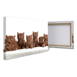 wandmotiv24 Leinwandbild Portrait von sechs braunen britischen Kätzchen