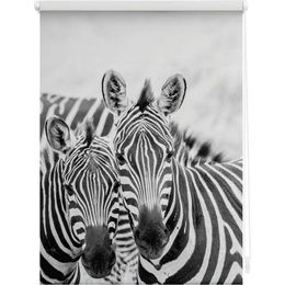Seitenzugrollo Klemmfix Motiv Zebra, LICHTBLICK ORIGINAL, Lichtschutz, ohne Bohren, freihängend, Klemmfix, bedruckt, schwarz|weiß