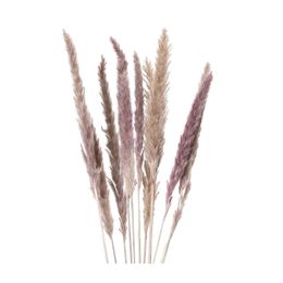buttinette Pampas-Gras, natur, 50–60 cm, 10 Stück