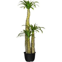 Künstliche Zimmerpflanze Madagaskarpalme Pachypodium Madagaskarpalme Pachypodium, Creativ green, Höhe 170 cm, grün