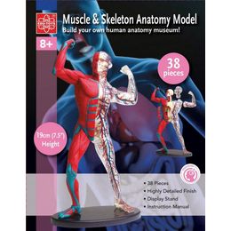 edu-toys Experimentierkasten Anatomisches 19 cm Modell mit Muskeln