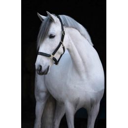 Kerbl Halfter Halfter Eco Größe Pony schwarz 32255