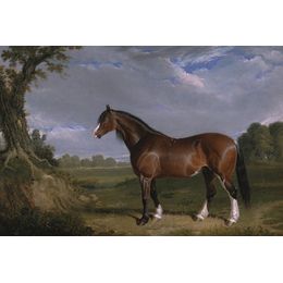 OTTO Kunstdruck A Clydesdale Stallion John Frederick Herring Pferd Hengst Rassen Tier, (1 St)